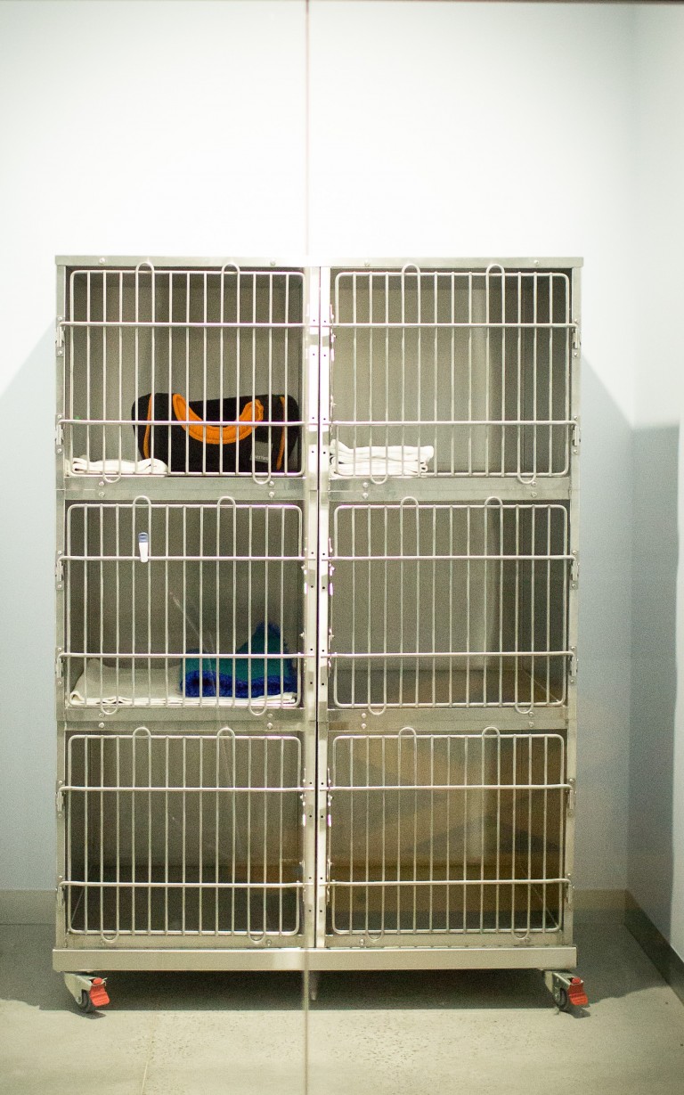 Cat Ward - Wellington Village Vet